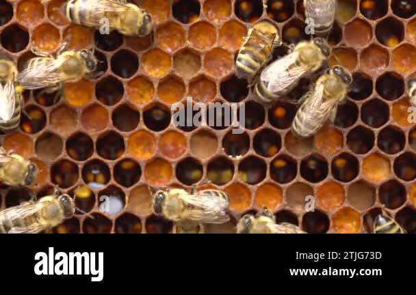 Bee pollen stored in the combs. Inside the Beehive - A honeycomb, wax ...