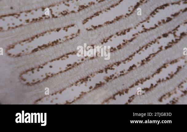 Agaricus section under the microscope Stock Video Footage - Alamy