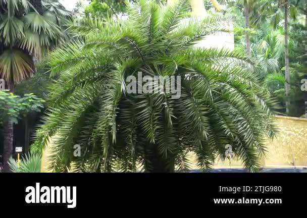 Phoenix sylvestris (Also called sylvestris, silver date palm, Indian ...