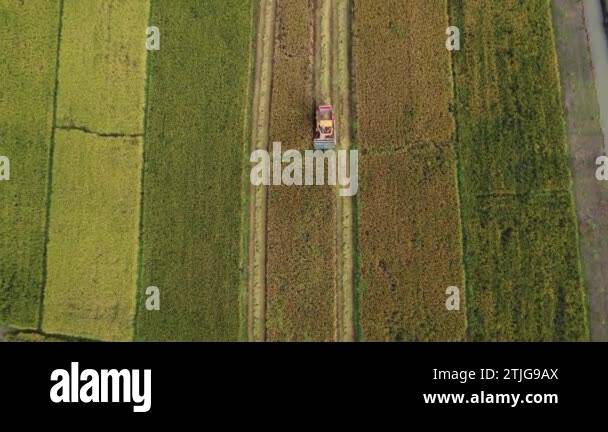 Drones fly over workers producing rice straw after harvest season in ...