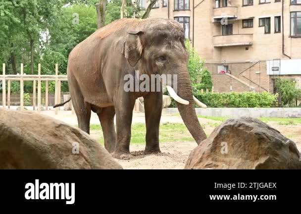 Asian elephant trunk walk Stock Videos & Footage - HD and 4K Video ...
