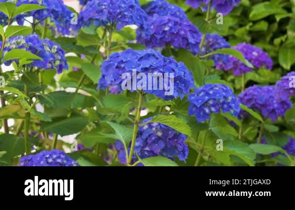 Lush hydrangea macrophylla bush Stock Videos & Footage - HD and 4K ...