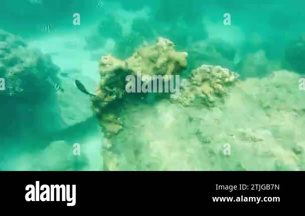 Shallow water coral with fish, shellfish and beautiful sea creatures ...