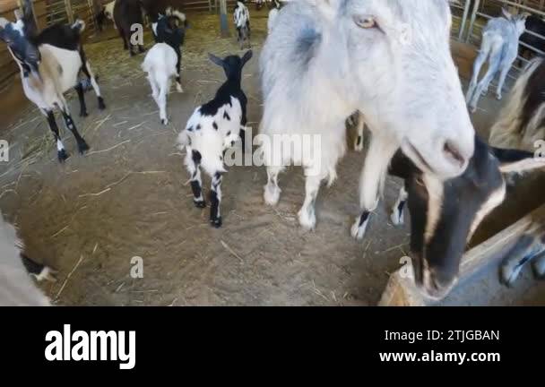 Cute goat animals and little baby goats on the farm Stock Video Footage ...