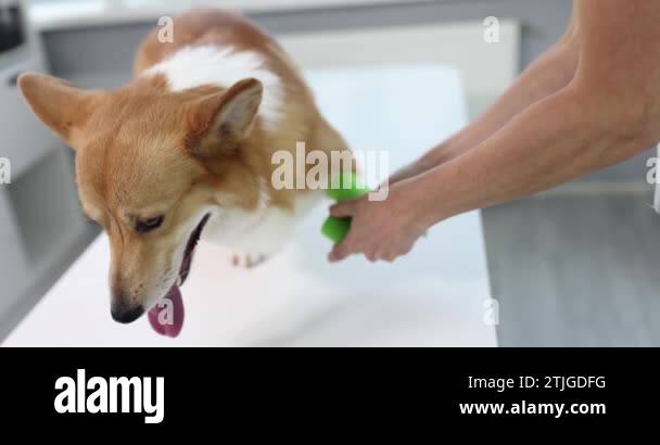 Welsh corgi dog with broken leg in veterinary clinic. Medical care for ...