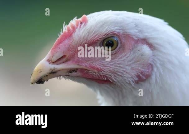 Close-up of the head of a young white chicken. Breeding chickens in the ...