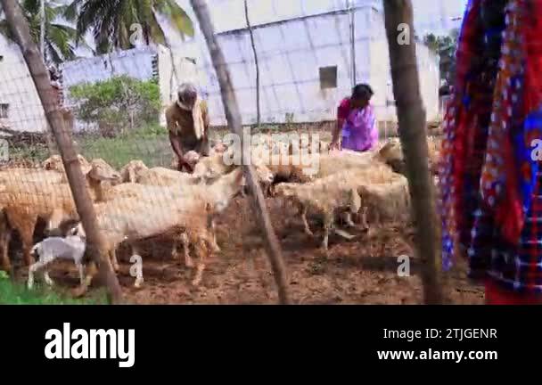 Examining a sheep Stock Videos & Footage - HD and 4K Video Clips - Alamy