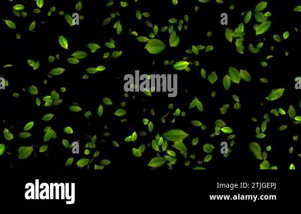 Marvel at the Harmonious Animation of Floating Maple Leaves. Add a ...