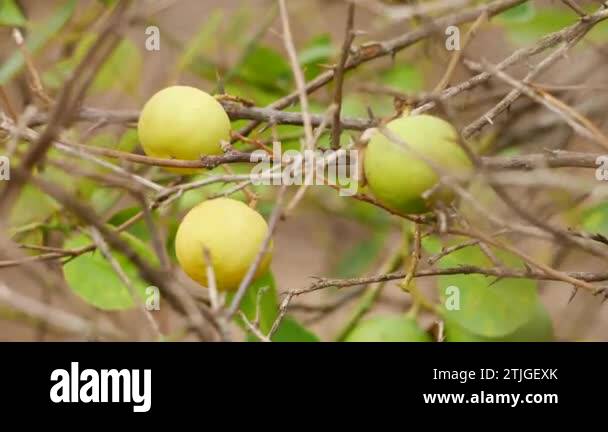 Dry fruits on tree Stock Videos & Footage - HD and 4K Video Clips - Alamy