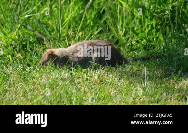 Long tailed species Stock Videos & Footage - HD and 4K Video Clips - Alamy