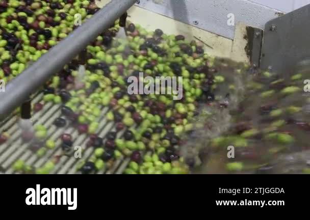 The process of olive cleaning and defoliation in a modern italian oil ...