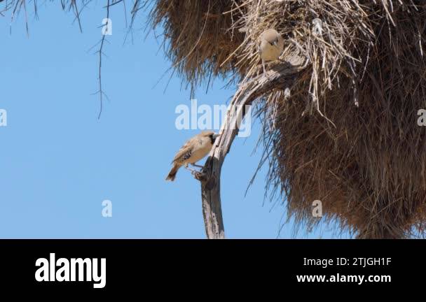 Sociable Weaver, or Philetairus socius, building a large compound ...