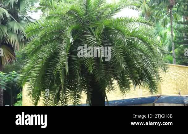 Phoenix sylvestris (Also called sylvestris, silver date palm, Indian ...
