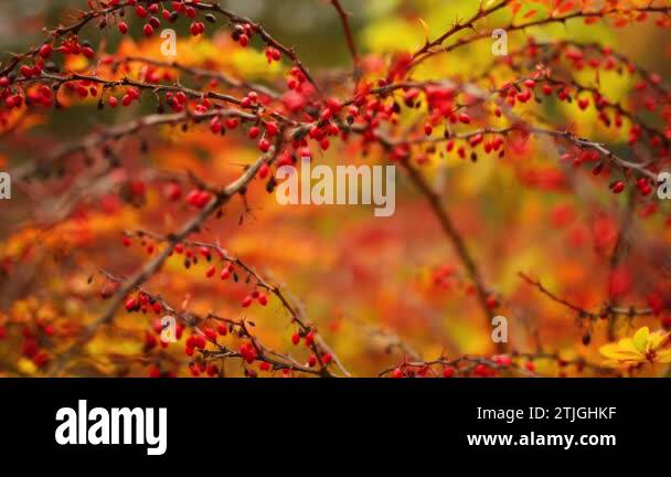 Shrubs deciduous shrubs Stock Videos & Footage - HD and 4K Video Clips ...