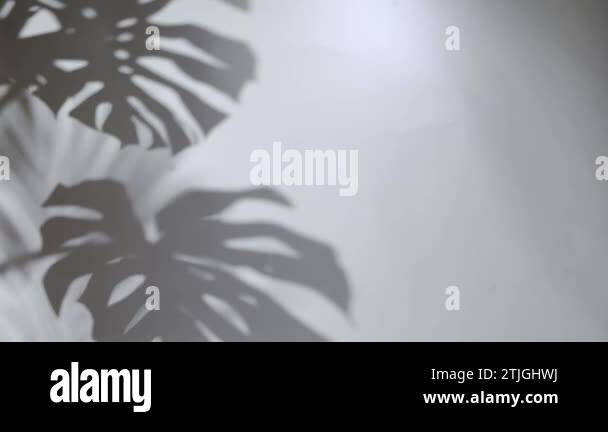 Tree fern shadow on wall Stock Videos & Footage - HD and 4K Video Clips ...