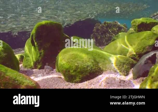 A large school of Hardyhead Silverside fishes swims in coastal area ...