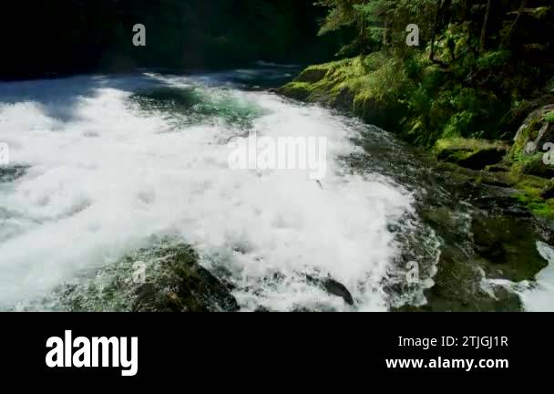 Fish struggle to jump onto the small waterfall to migrate upstream to ...