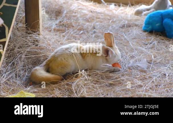 Adorable baby fennec fox held in captivity eating, back view of a ...