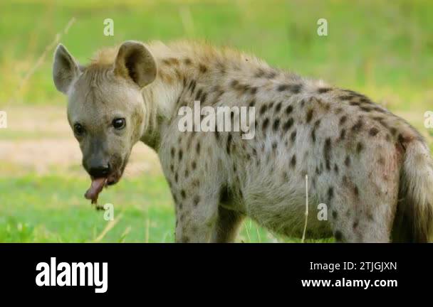 Mammals flesh eating animals Stock Videos & Footage - HD and 4K Video ...