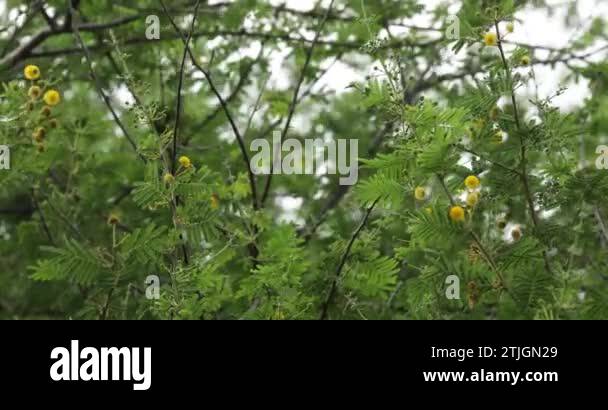 Gum arabic tree prickly acacia Stock Videos & Footage - HD and 4K Video ...