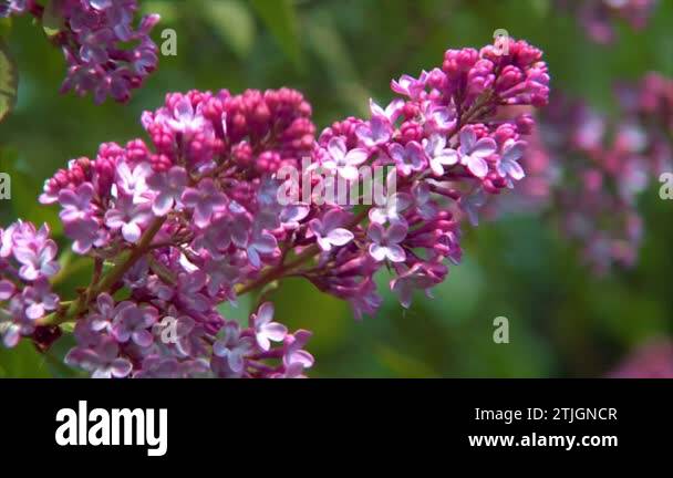 10690 Stock Videos & Footage - HD and 4K Video Clips - Alamy