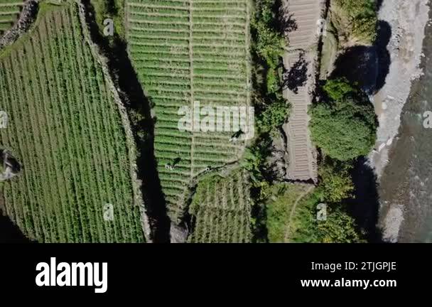 Top down descending on Farm farmers farming vegetable garden rice paddy ...
