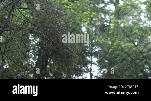 Beautiful forest slope with stones covered with moss and falling rain ...