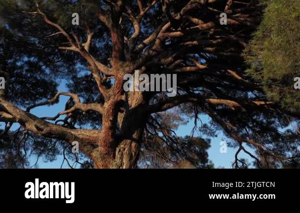 Pinus pinea needles Stock Videos & Footage - HD and 4K Video Clips - Alamy