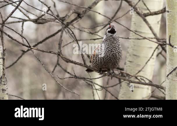 Hazel hen on tree Stock Videos & Footage - HD and 4K Video Clips - Alamy