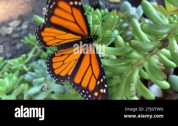 Male monarch butterfly wings Stock Videos & Footage - HD and 4K Video ...