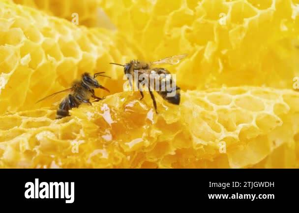 Two bees crawl on golden honeycombs and process nectar into bee honey ...