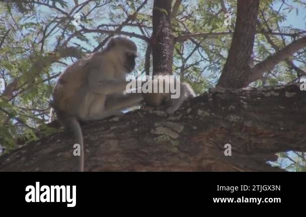 Vervet monkey grooming baby Stock Video Footage - Alamy