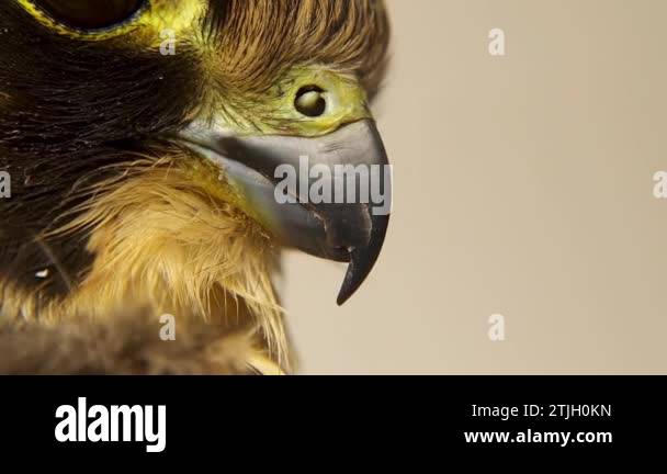 Falcon. Closeup sharp beak and tubercles. Tubercles are little bones ...