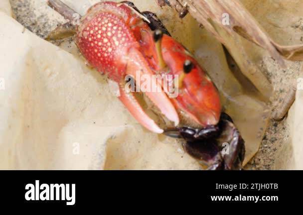 Fiddler crab animals that live on muddy beaches have red claws, very ...