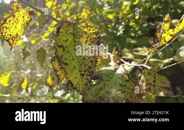 tree diseases. diseased leaves. affected tree leaves. 4k. Yellowed ...