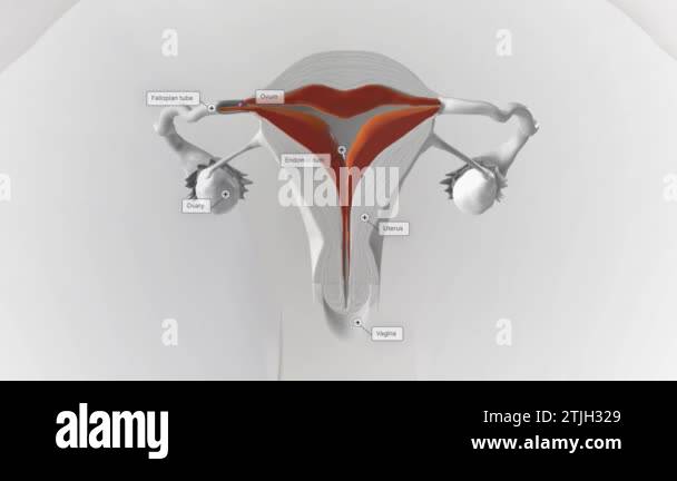 The menstrual cycle has four phases: menstruation, the follicular phase ...