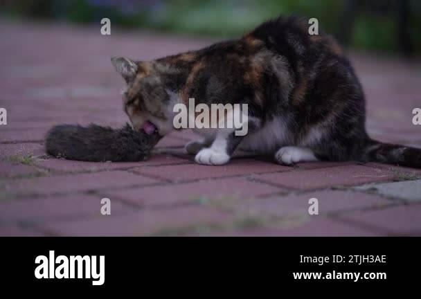 Rat bite Stock Videos & Footage - HD and 4K Video Clips - Alamy