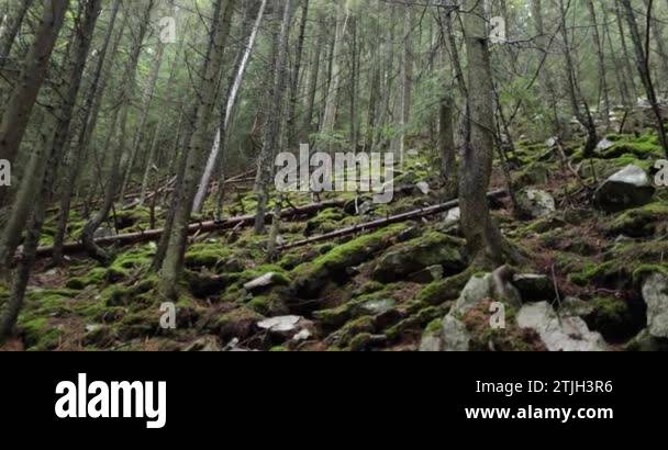 Beautiful forest slope with stones covered with moss and falling rain ...