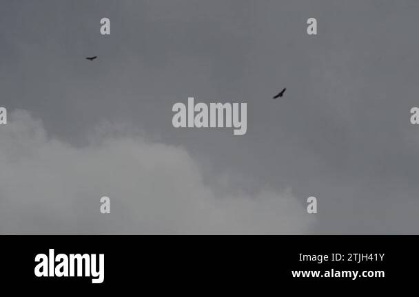 Andean condor, Vultur gryphus, the largest flying birds in the world ...
