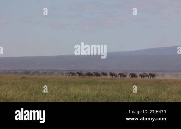Elephants running Stock Videos & Footage - HD and 4K Video Clips - Alamy