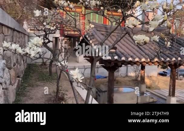 Korean white lily Stock Videos & Footage - HD and 4K Video Clips - Alamy