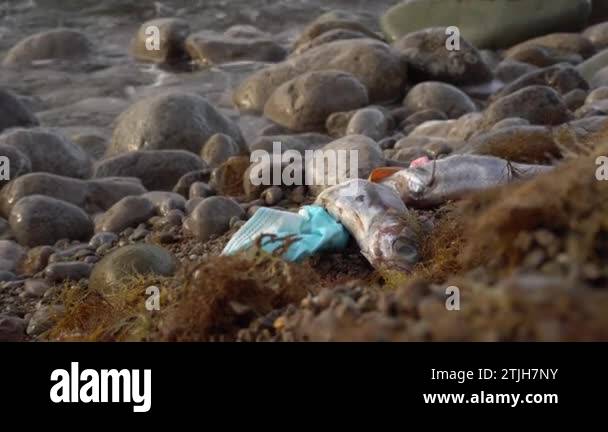 Ocean Plastics Pollution. Thousands of seabirds and sea turtles, seals ...