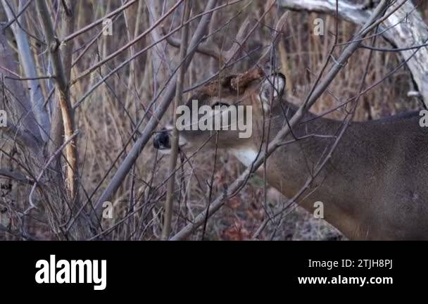 Handheld wildlife video of a male whitetail deer buck with antlers ...