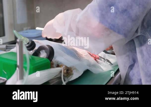 A veterinary surgeon sutures an incision in an animal using a surgical ...