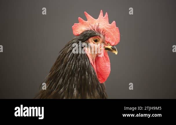 Chinese calendar animals Stock Videos & Footage - HD and 4K Video Clips ...