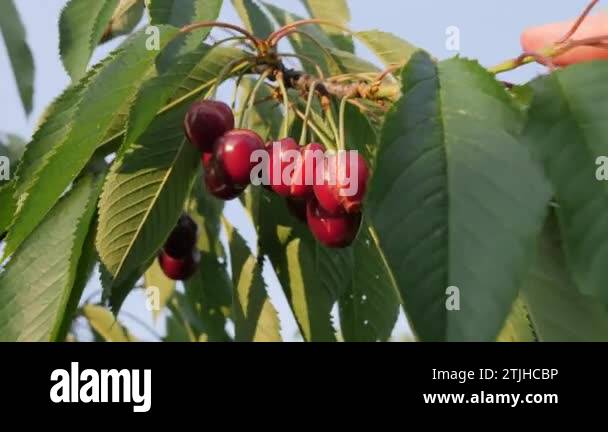 Horticultural tree Stock Videos & Footage - HD and 4K Video Clips - Alamy