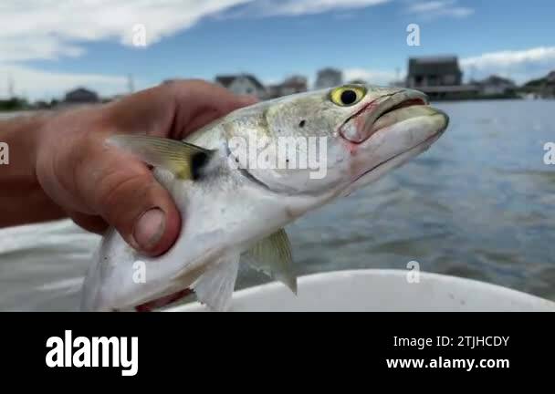 Pole and line caught fish Stock Videos & Footage - HD and 4K Video ...