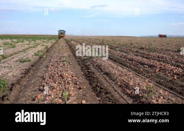 Onion Harvesting Machine Working In A Field. Tractor With Onion Digger ...