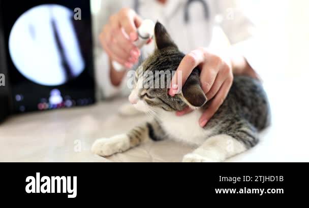 Veterinarian with otoscope checking cat ear in veterinary clinic ...