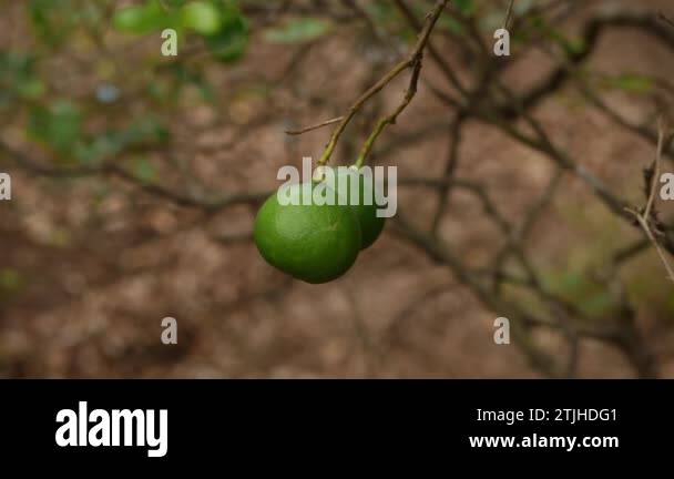 Fruit splitting Stock Videos & Footage - HD and 4K Video Clips - Alamy